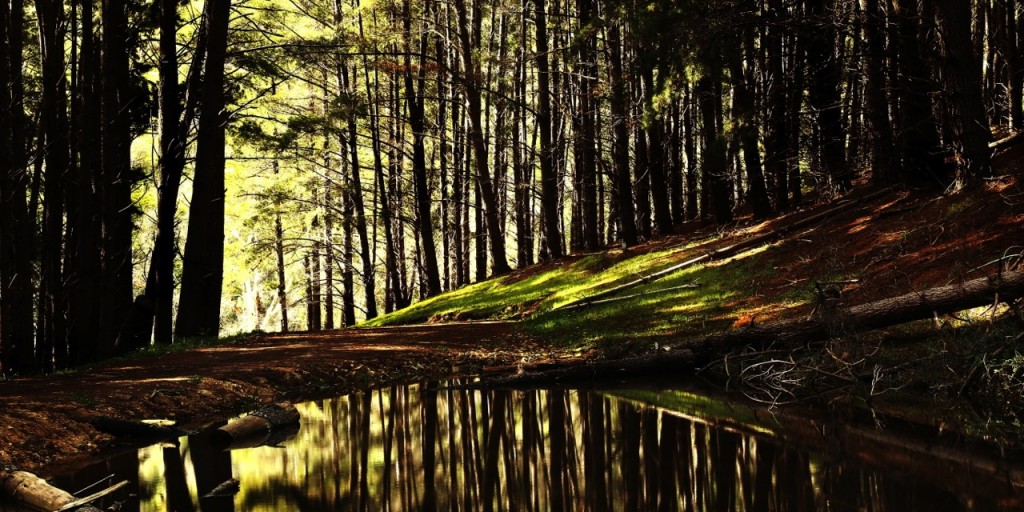 Forest Creatures - Ember | Fantastic Short Story | Image Curve